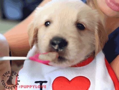 Golden Retriever Puppy Puppy Love  Wiffle