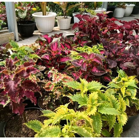 Jual Tanaman Miana Paket 5 Jenis Warna Yang Sudah Berakar Tanaman