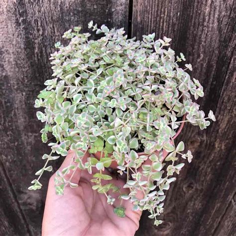 Plants Outdoor And Gardening Variegated Sedum U2018little Missyu2019