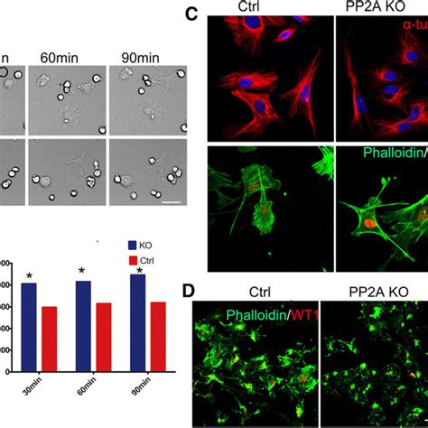 Cell Spreading And Cytoskeleton Rearrangement In Podocyte From