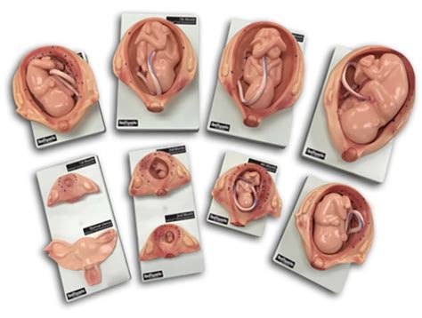 Virtual Know How Pregnancy And Birth Models And Simulators