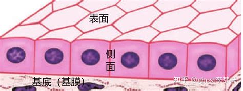 组织学胚胎学笔记2 上皮组织1 总论及分类 知乎