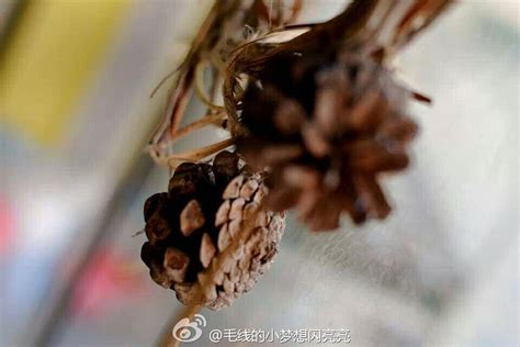 松果儿 高清图片，堆糖，美图壁纸兴趣社区