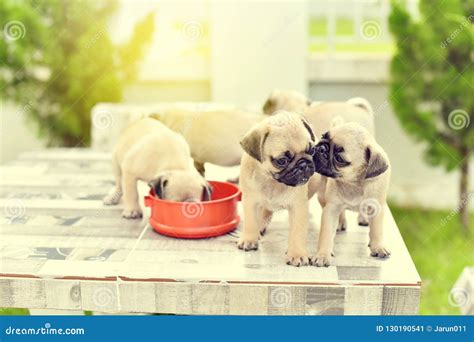 Cute Puppies Pug Playing Together Stock Image Image Of Growth Cute
