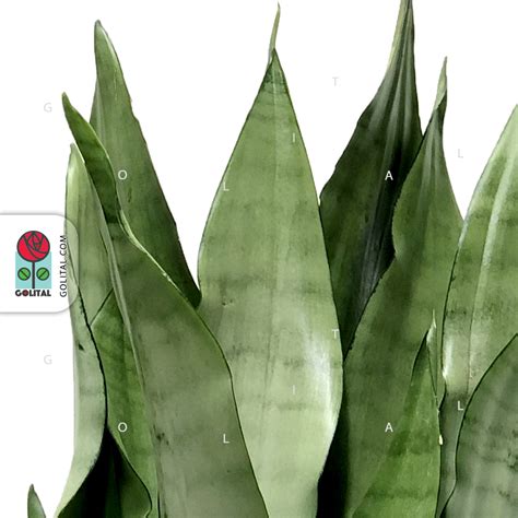 خرید گلدان سانسوریا مهتابی گلیتال