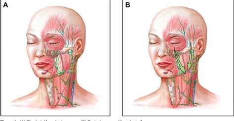 Lymphatic Drainage Face