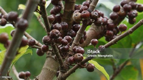 The Fruit Of Ficus Sp Ficus Is A Genus Of About 850 Species Of Woody