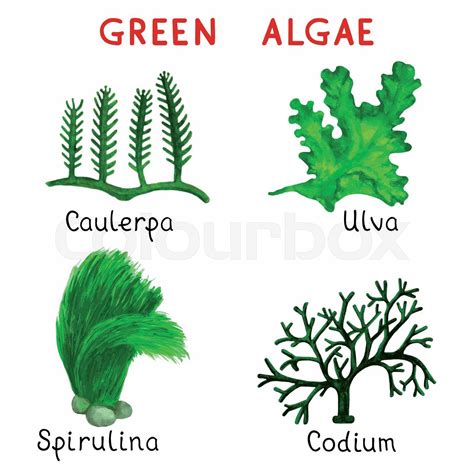 Algae Drawing