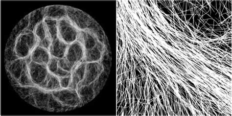 Physics Collective Organization Of Spaghetti Like Bacteria