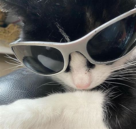 Gatti Bianchi Idee Per Anniversario Cucciolo Di Gatto