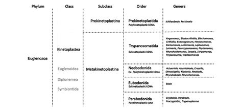 Updated Taxonomy Of Kinetoplastids The Phylum Euglenozoa Download