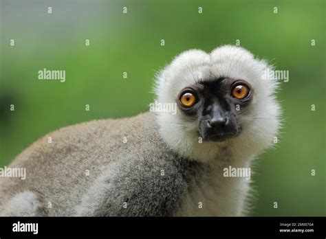 White Headed Lemur Eulemur Albifrons Male Portrait Makis Lemurs