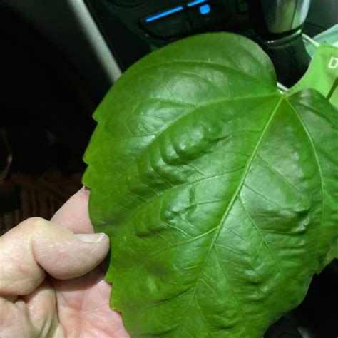 🔍 Diagnosing Chinese Hibiscus Root Rot