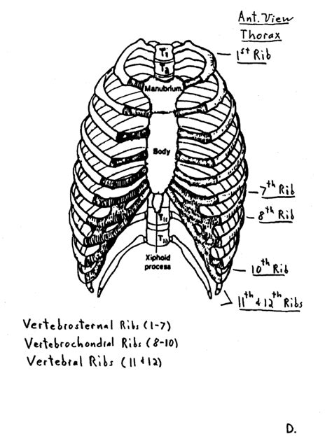 I Thoracic Anatomy Rib Classification And Features Of A Complete