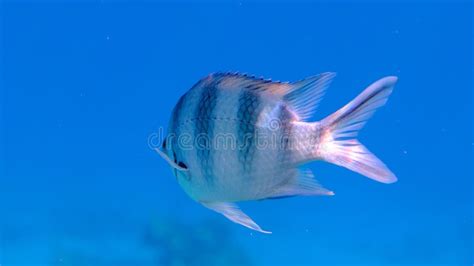 Scissortail Sergeant Abudefduf Sexfasciatus Undersea Red Sea Stock Image Image Of Sergeant