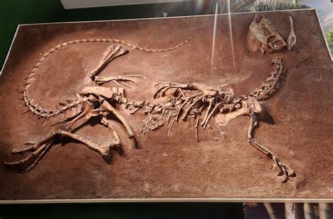 Dilophosaurus Skeleton Sinosaurus Wikipedia