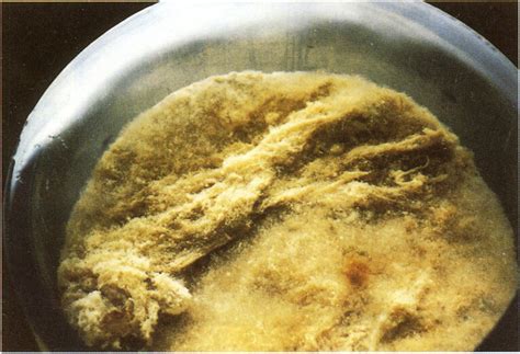 Multiple Corer Sample Showing On The Sediment Surface A Large Amount Of Download Scientific