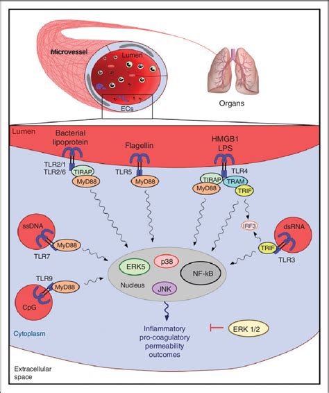 Figure 2 From Vascular Endothelial Cell Toll Like Receptor Pathways In