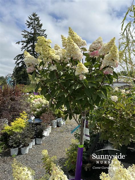 Tree Form Peegee Hydrangeas — Sunnyside Nursery