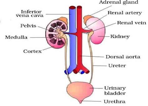 Excretory System Short Ans Concise Class 10 Icse Selina Solutions
