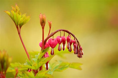 Nature Flower Plant Free Photo On Pixabay