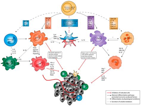 Myeloid Cell Plasticity In Cancer Myeloid Cell Types Originate From