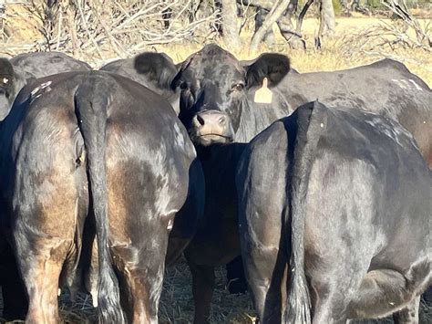 Bullock Hills Simmental Cattle Farmbuy Livestock