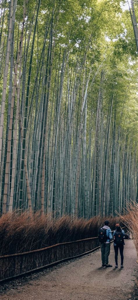 Download Bamboo Pathway In Forest Wallpaper