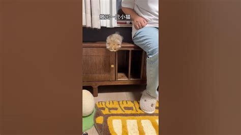 英短矮脚猫 猫咪孵蛋 猫咪的迷惑行为 养猫体验 Douyin萌宠 雪球日记 新手铲屎官 矮脚曼基康 猫咪视频 曼基康矮脚