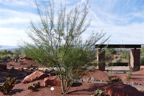 Blue Palo Verde Red Hills Desert Garden Wcwcd