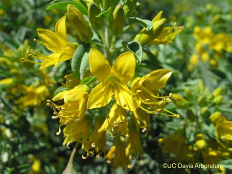 Bladderpod Uc Davis Arboretum And Public Garden