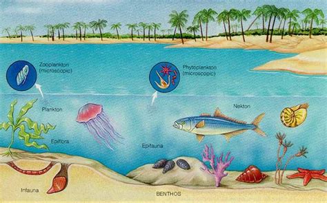Nekton Plankton Benthos Marine Ecosystem Benthic Organisms