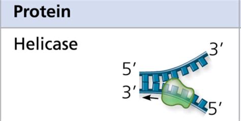 Biology 189 Unit 2 Flashcards Quizlet