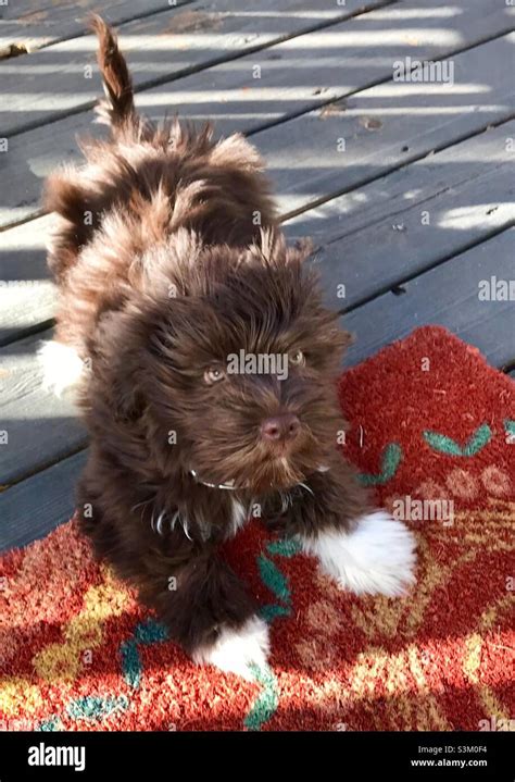 Chocolate Brown Havanese