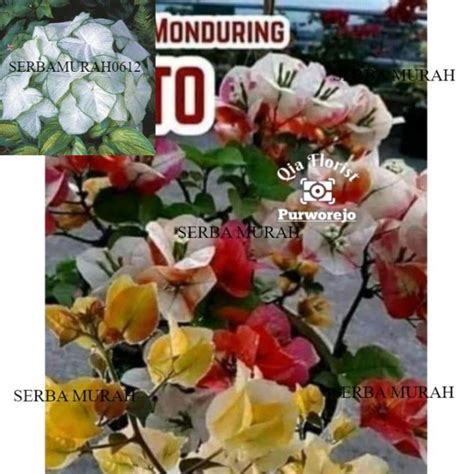 New Tanaman Hias Bugenvil Bunga Kertas Citra Moundoring Lazada Indonesia