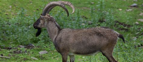 Bezoar Ibex Hunting Trips