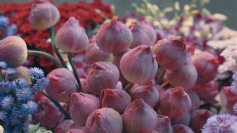 Alisa Stepanova Alisasupermeow • Instagram Photos And Videos