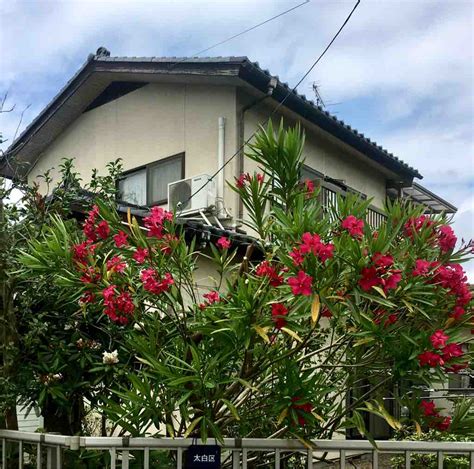 夾竹桃が満開 桃の絵日記