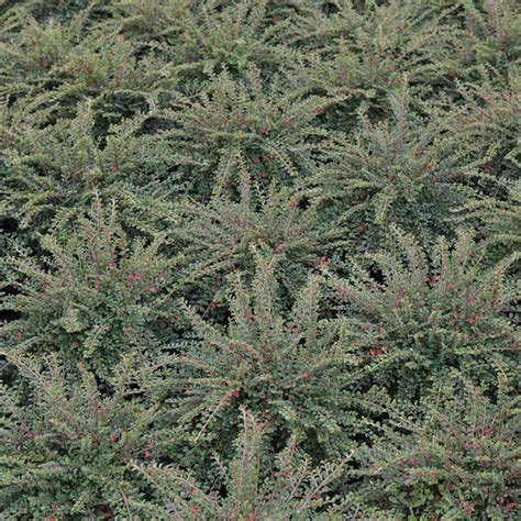 Cotoneaster Tom Thumb For Sale Garden Goods Direct
