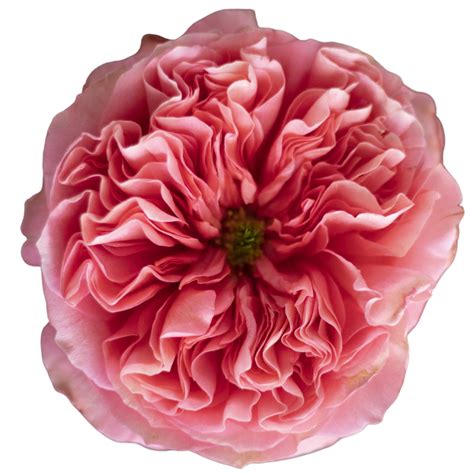 Mandarin Expression Rose At John Remaley Blog