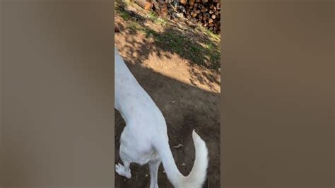 Callie Loves Her New Birthday Present Bubbles Youtube