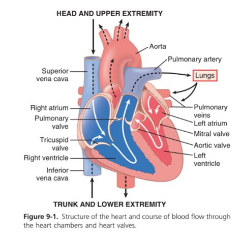 Phys 9 Cardiac Muscle The Heart As A Pump And Function Of The Heart