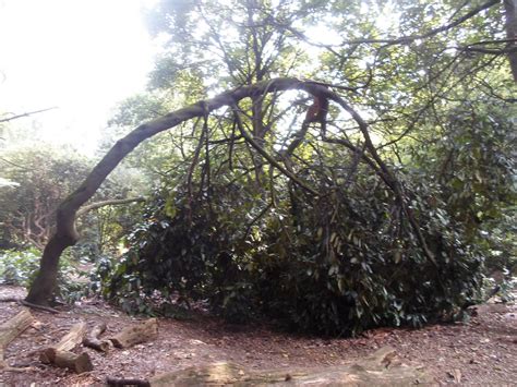 Lazy Tree By Soiiux Captor On Deviantart