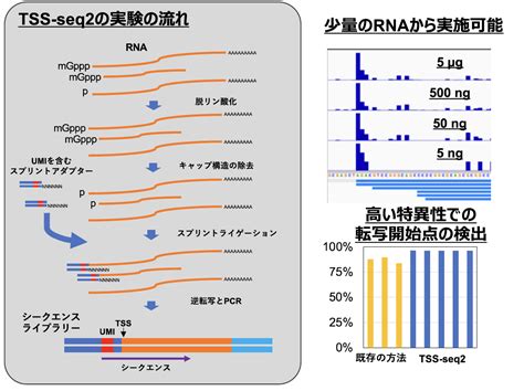 遺伝子の転写開始点の検出法tss Seq2を開発 ―メッセンジャーrnaの5末端を高い特異性で検出 ―｜記者発表｜お知らせ｜東京大学大学院新