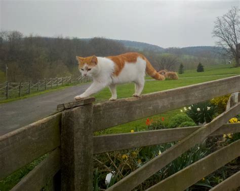 Farm Fresh Fun Keeper Kitten