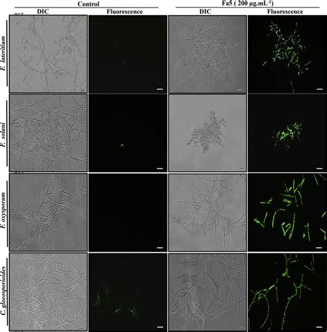 Membrane Permeabilization Assay Performed With Fluorescence Microscopy Download Scientific