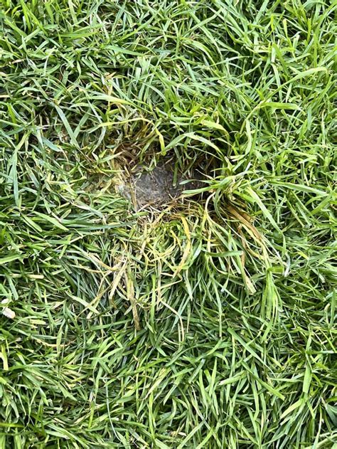 Grass Bald Spots Rgardening