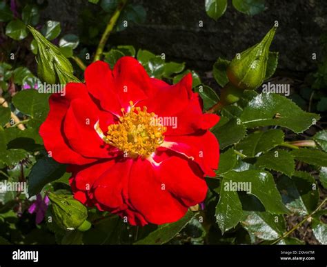 Rosa Salsa Blossoms In Pruhonice Czech Republic On May 31 2024