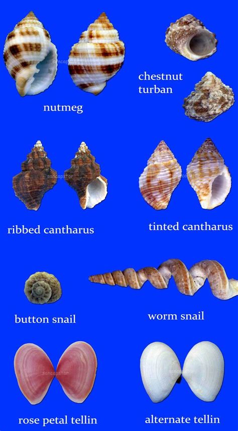 Printable Seashell Identification Chart Printable Calendars At A Glance