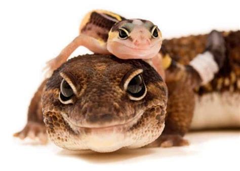 18 Facts About African Fat Tailed Geckos Hemitheconyx Caudicinctus